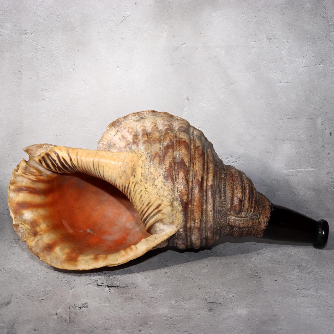 Japanese Vintage conch shell trumpet Horagai Yamabushi Shugendo